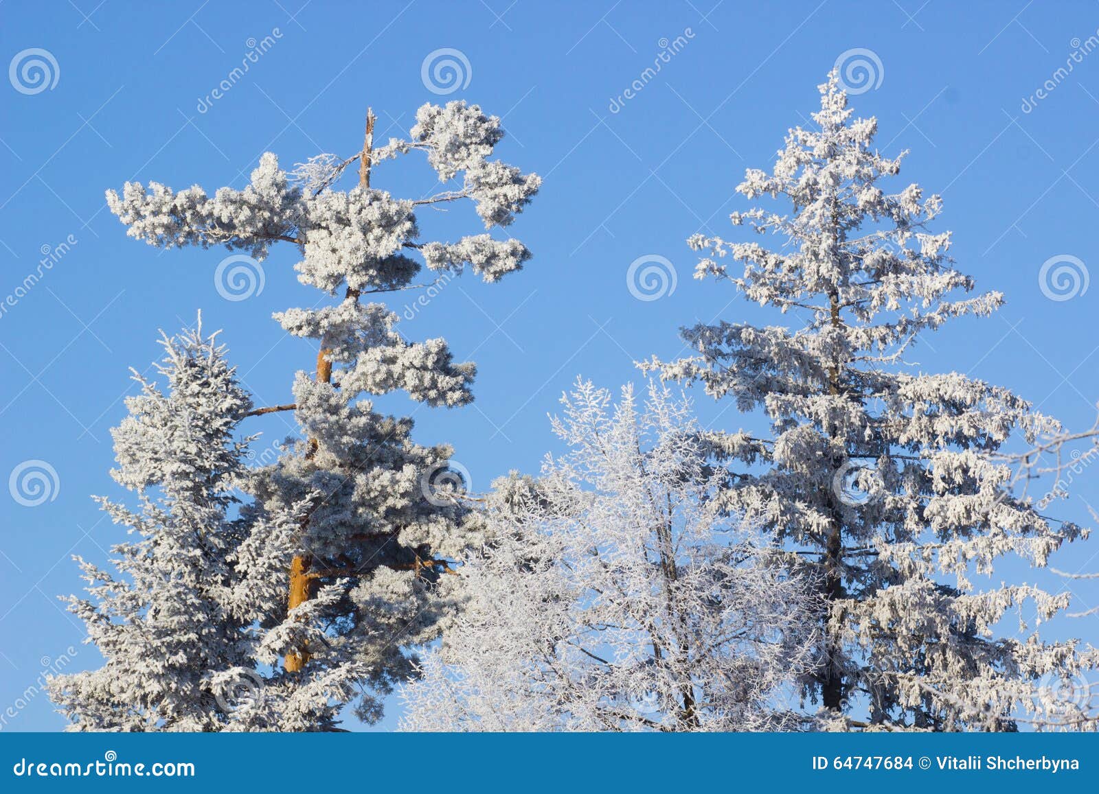 Frozen tree and blue sky stock photo. Image of beauty - 64747684