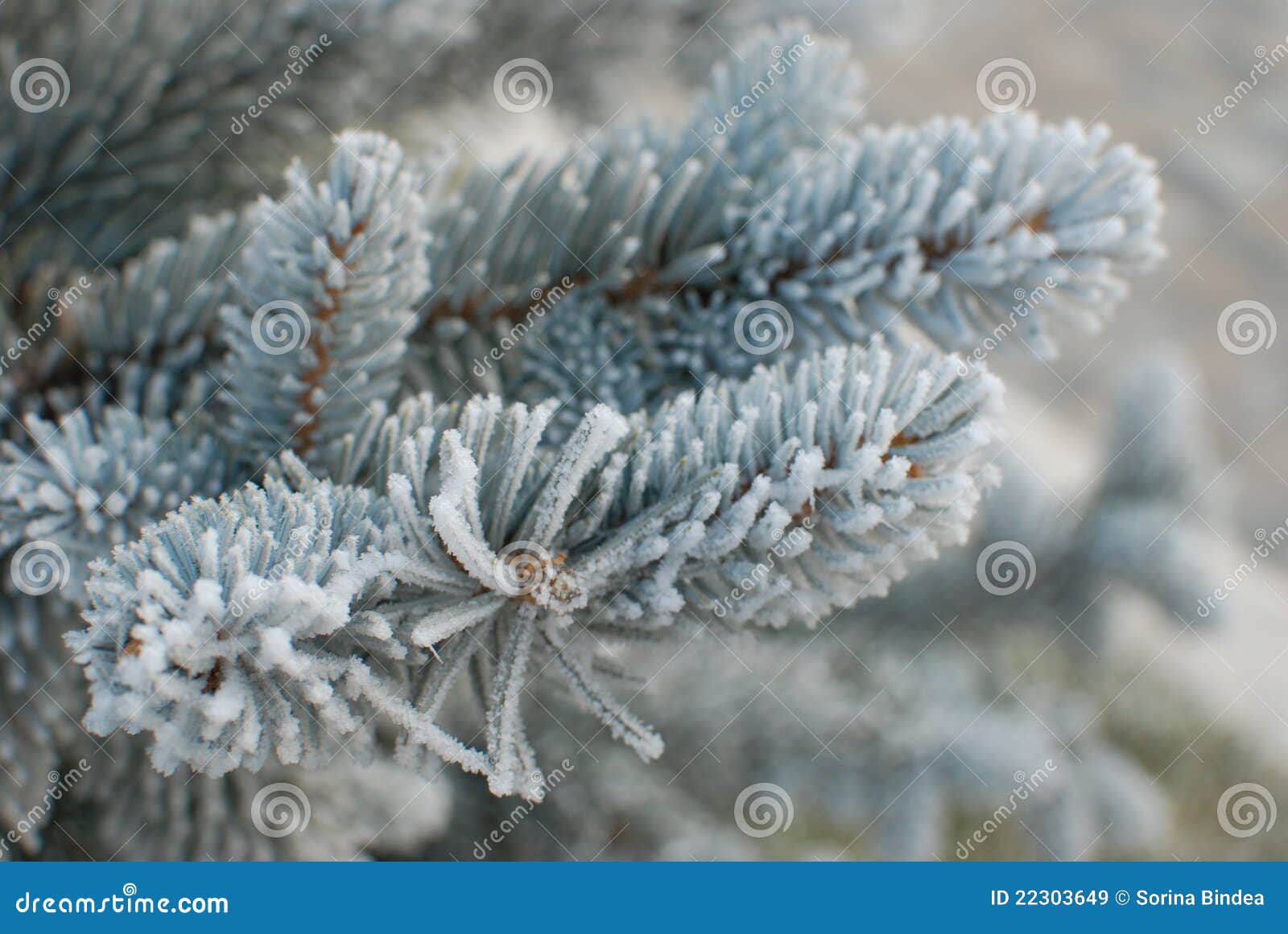 Frozen Tree Branch stock image. Image of seasonal, branch - 22303649