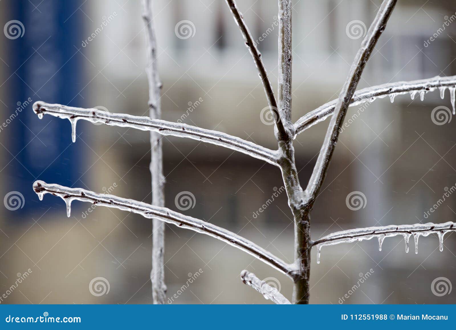 Frozen tree branch in ice stock photo. Image of icicle - 112551988