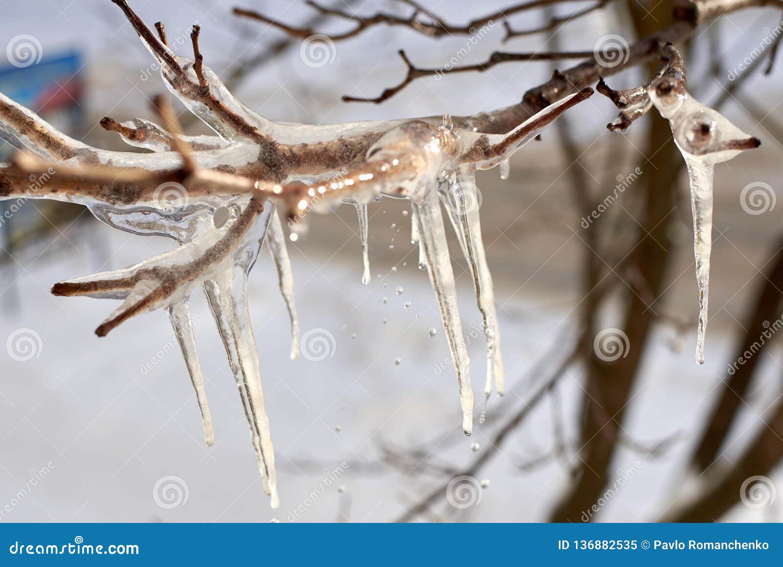 Frozen Tree Branch with Icicles, Early Spring Stock Image - Image of ...