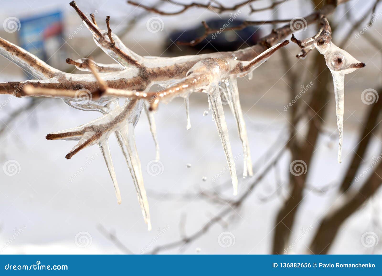 Frozen Tree Branch with Icicles, Early Spring Stock Photo - Image of ...
