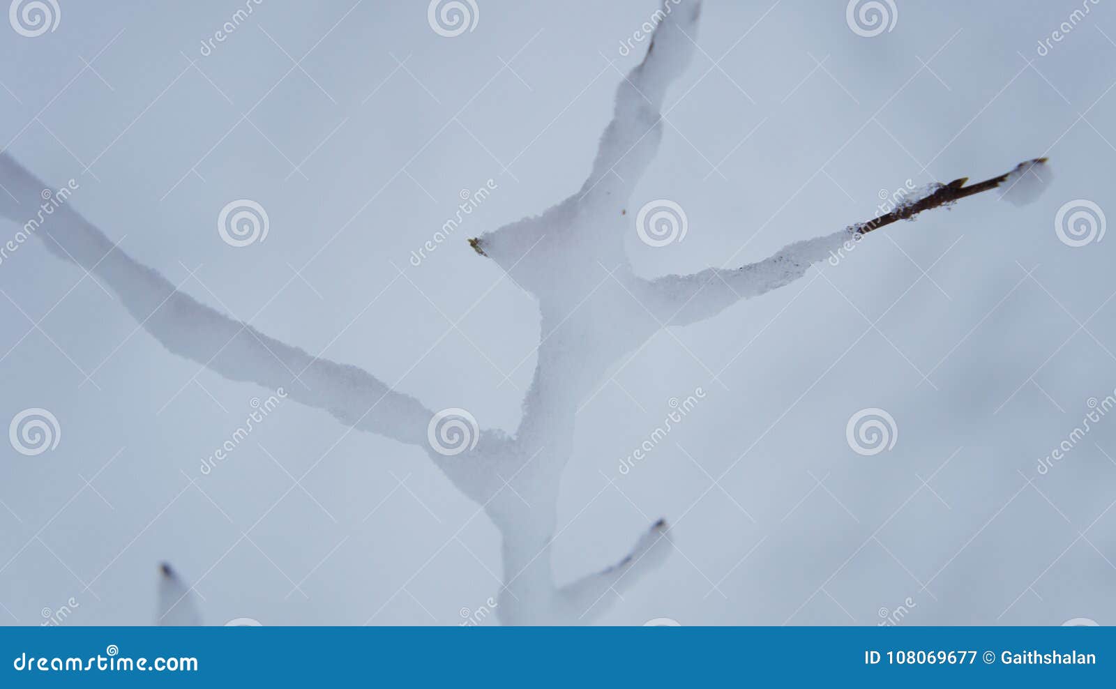 Frozen Tree Branch. Snow on Tree Snow in Park. Stock Image - Image of ...