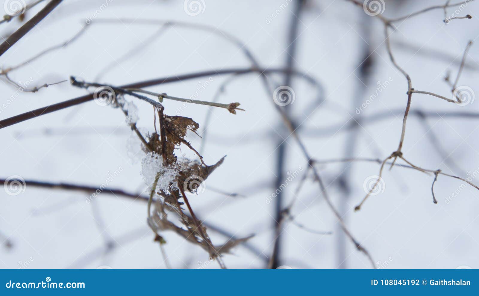 Branch Full of Snow, Texture Background Stock Photo - Image of frost ...