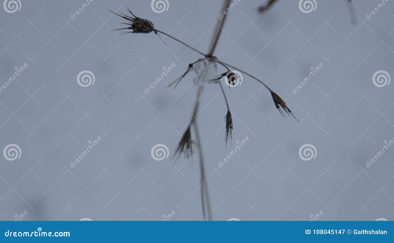 Branch Full of Snow, Texture Background Stock Image - Image of beauty ...
