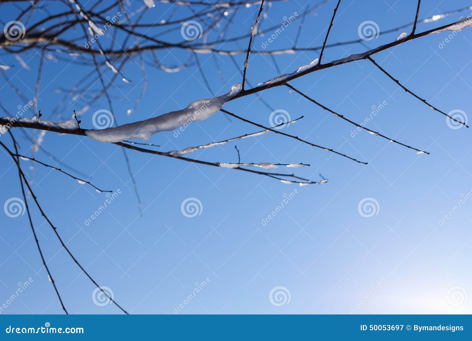 Frozen Tree Branch in Winter on Blue Sky Stock Image - Image of detail ...