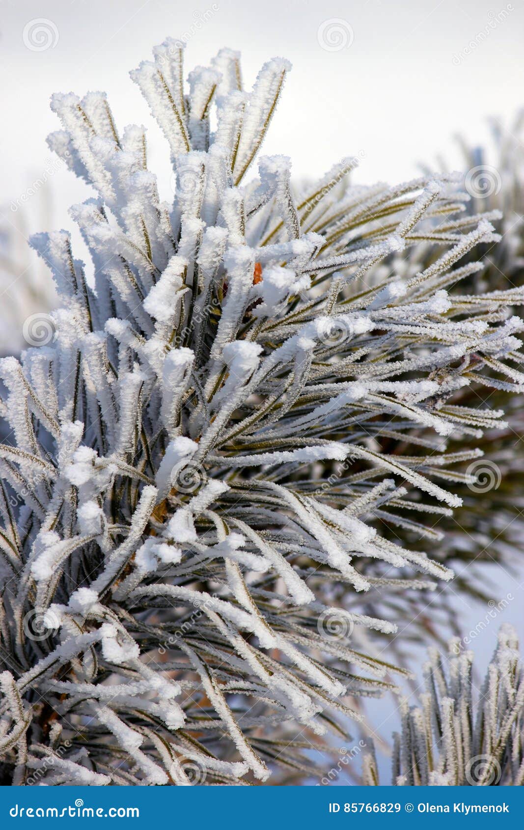 Frozen Tree Branch in Winter Forest. Stock Image - Image of february ...
