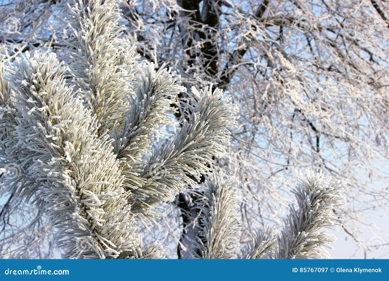 Frozen Tree Branch in Winter Forest. Stock Image - Image of coldness ...