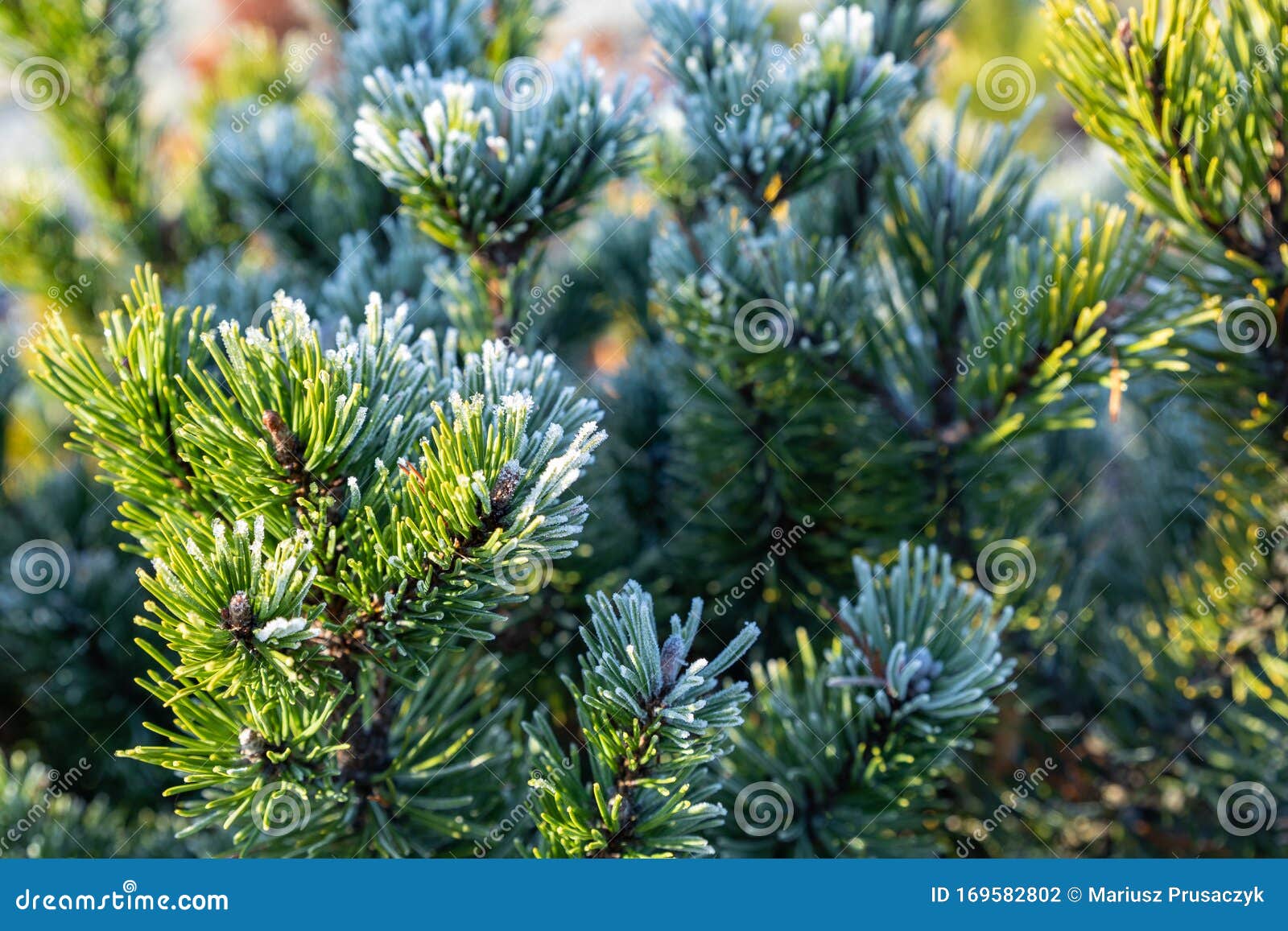 Frozen Tree Branch in Winter Forest. Winter Pine Tree Stock Photo ...