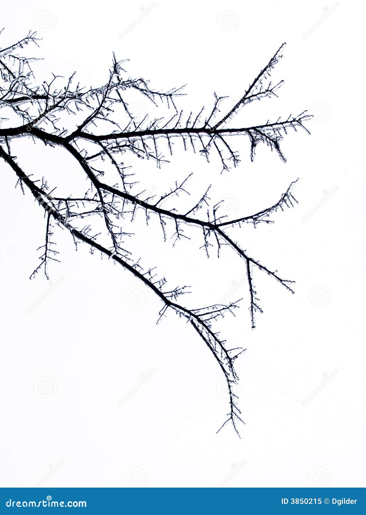 Frozen Tree Stock Photo | CartoonDealer.com #17753856