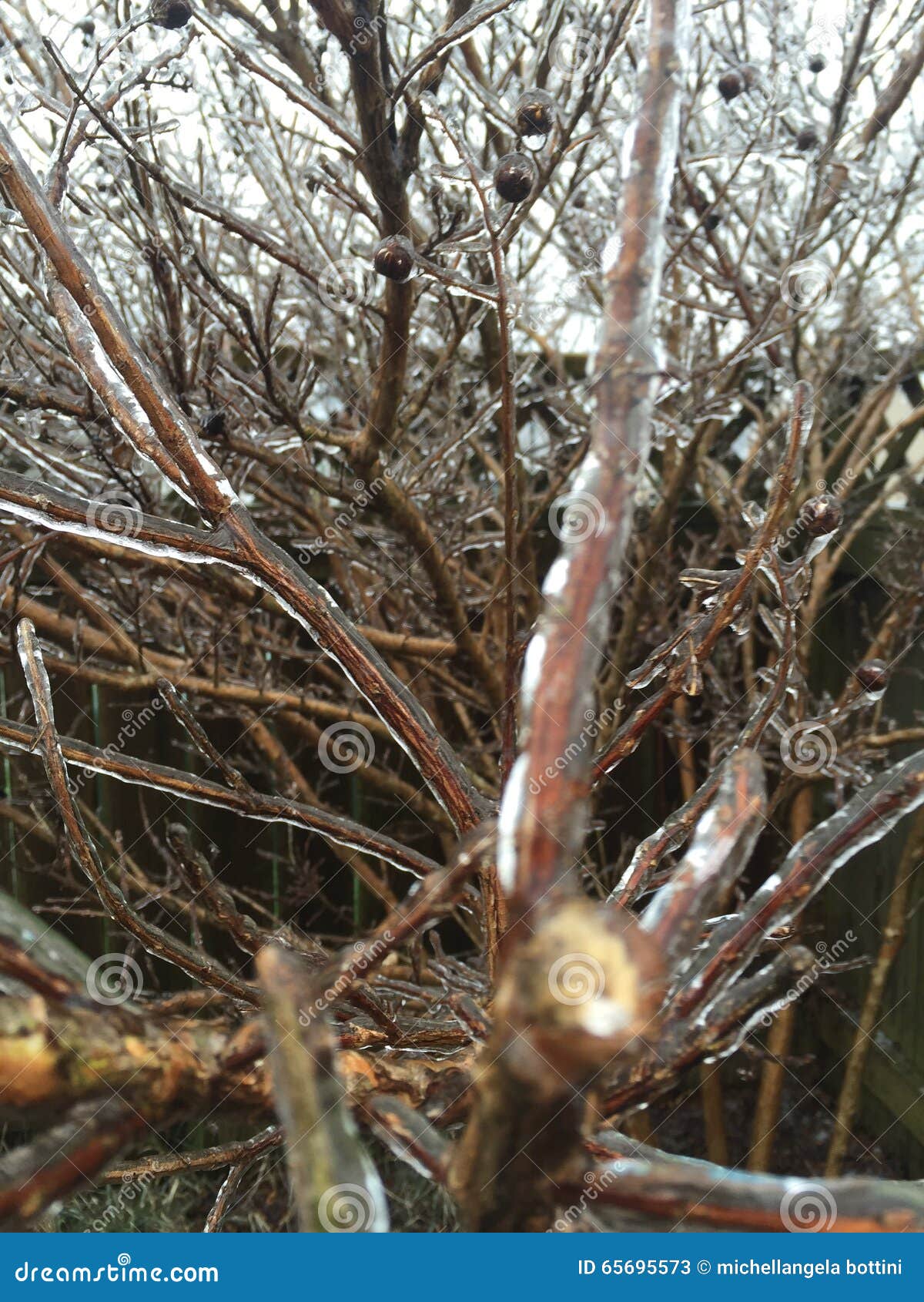 Frozen tree branches stock image. Image of winter, branches - 65695573