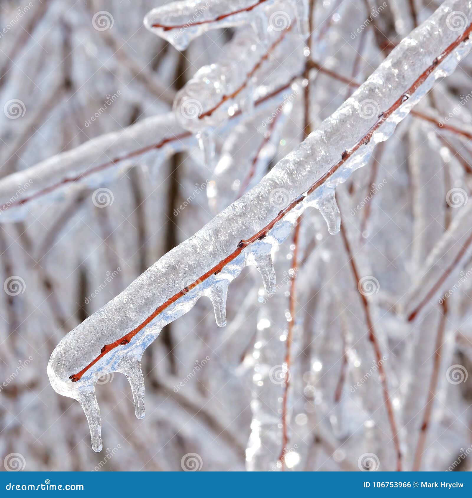 Frozen Tree Branches Closeup Stock Photo - Image of clear, cool: 106753966