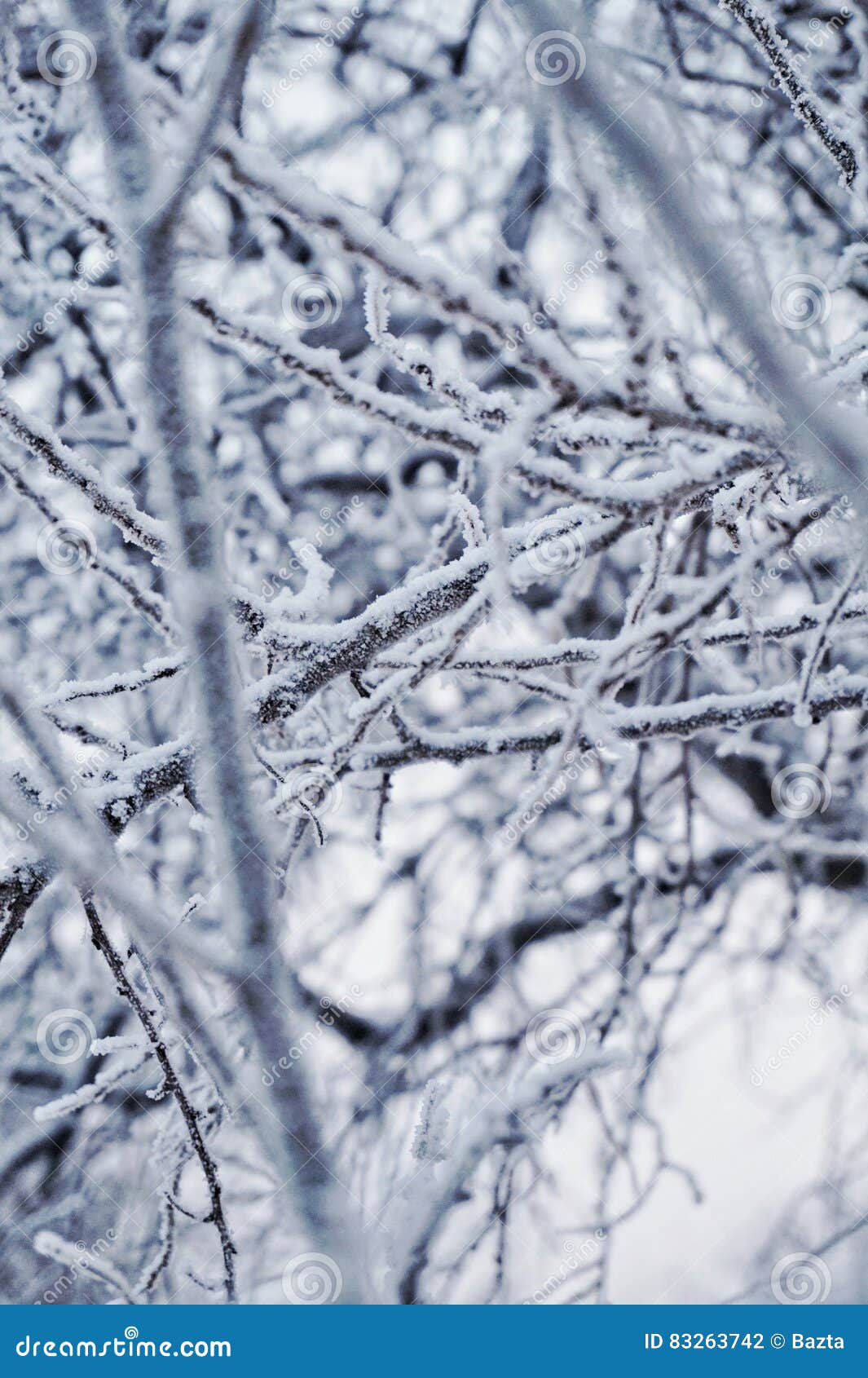 Frozen Tree Branches in Cold Weather Outside Stock Photo - Image of ...