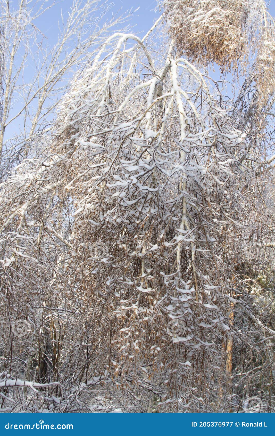 Frozen Tree Branches Covered by Ice after an Ice Storm Stock Image ...