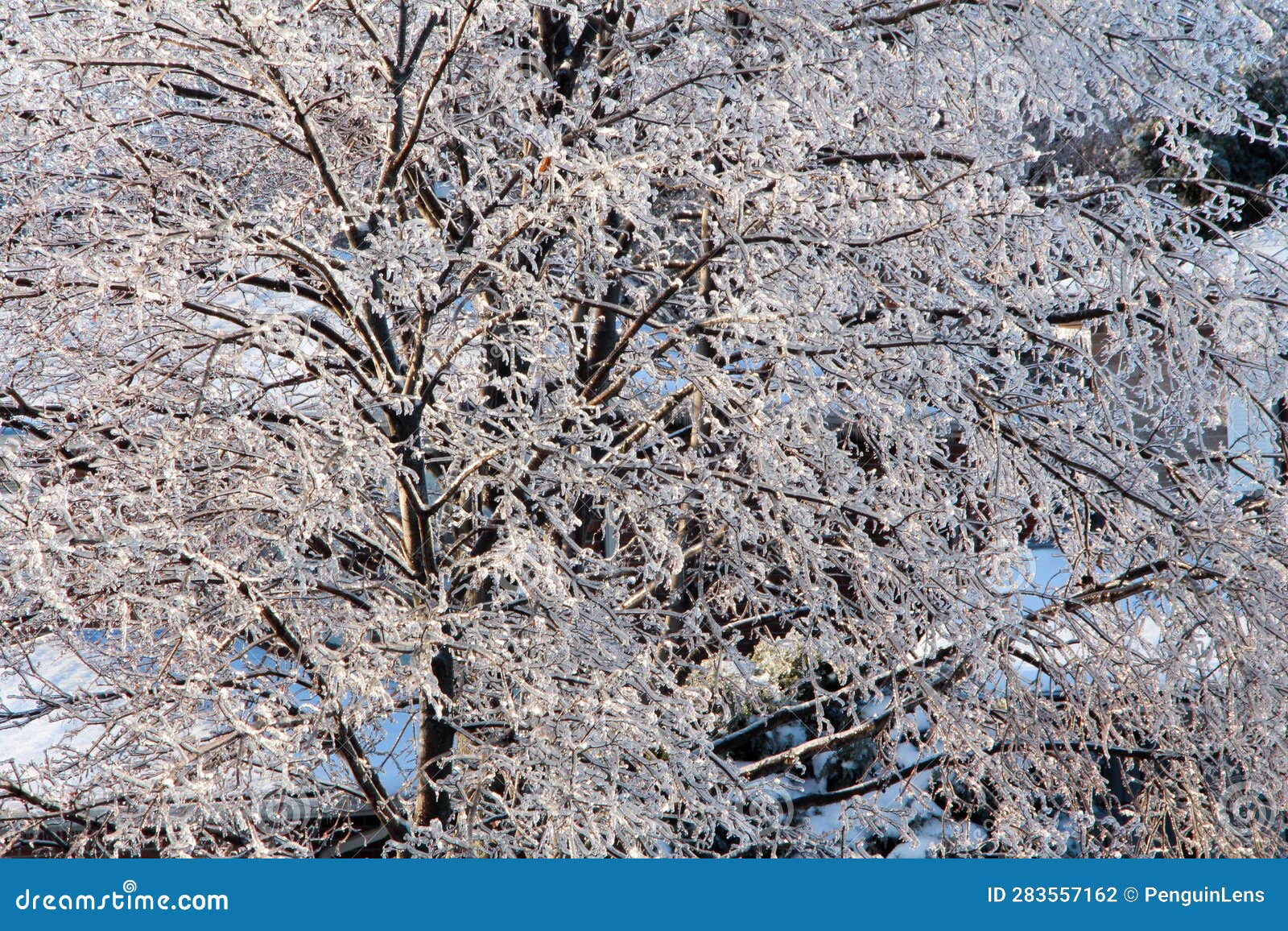 Frozen Tree Branches Covered in Ice Taking Up the Whole Frame As a ...