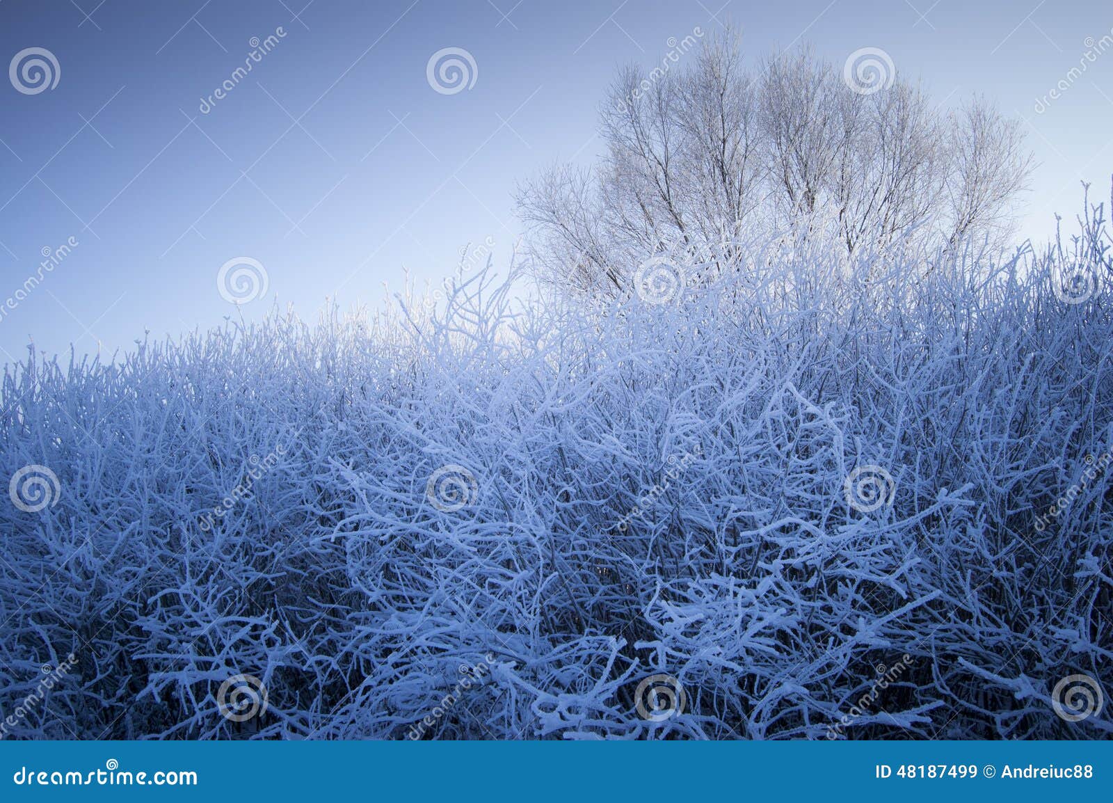 Frozen Tree and Bushes in Winter Stock Image - Image of tree, winter ...
