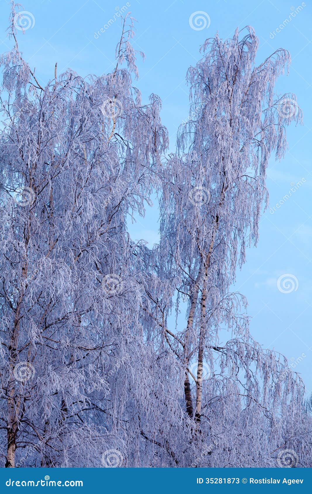 Frozen Tree stock image. Image of snow, forest, line - 35281873
