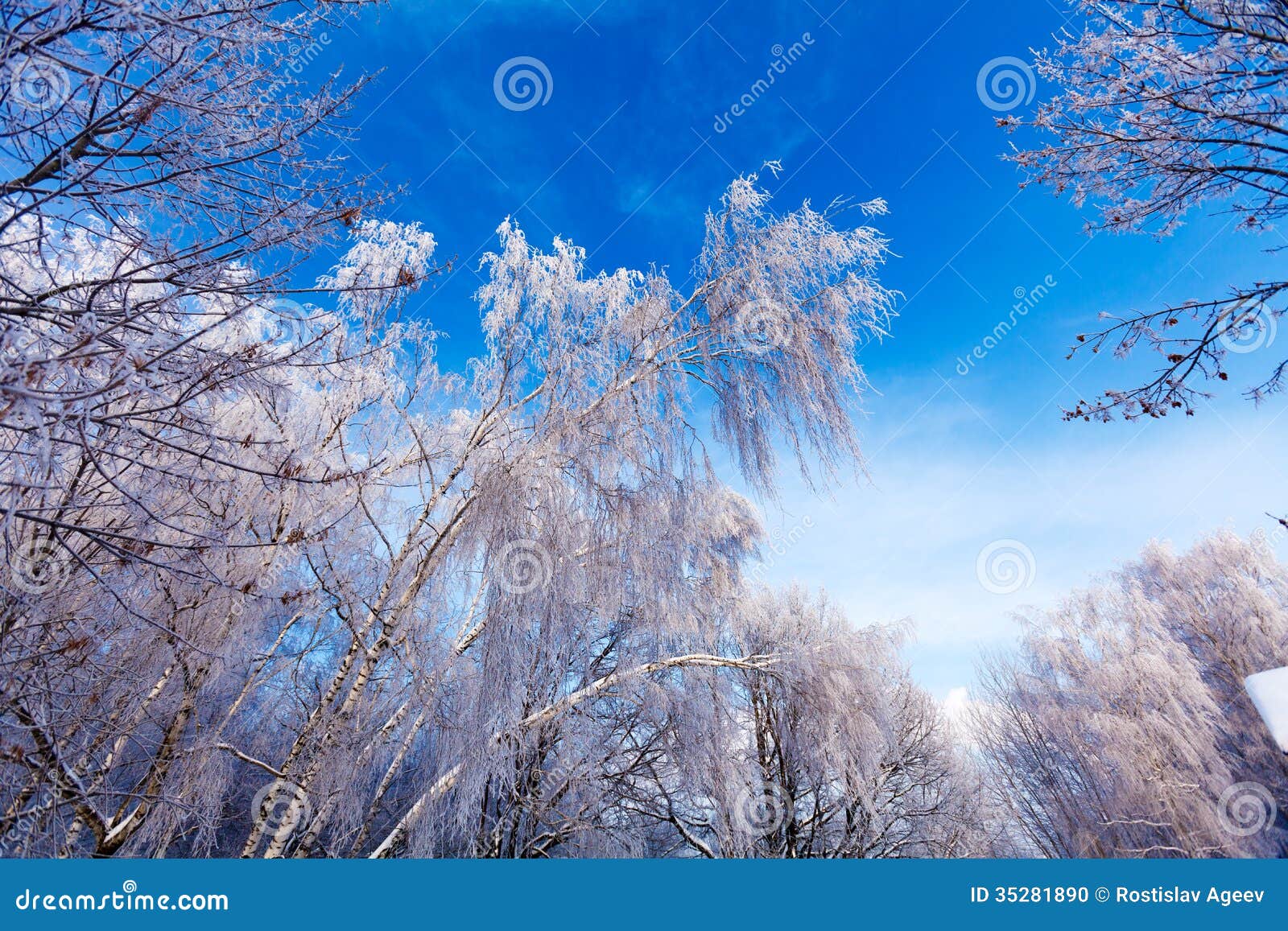 Frozen Tree stock photo. Image of outdoor, park, landscape - 35281890
