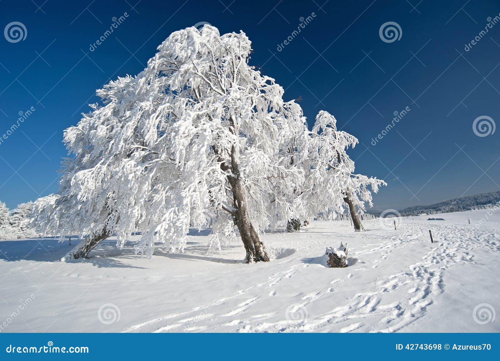 Frozen tree stock photo. Image of frozen, scenery, ramification - 42743698