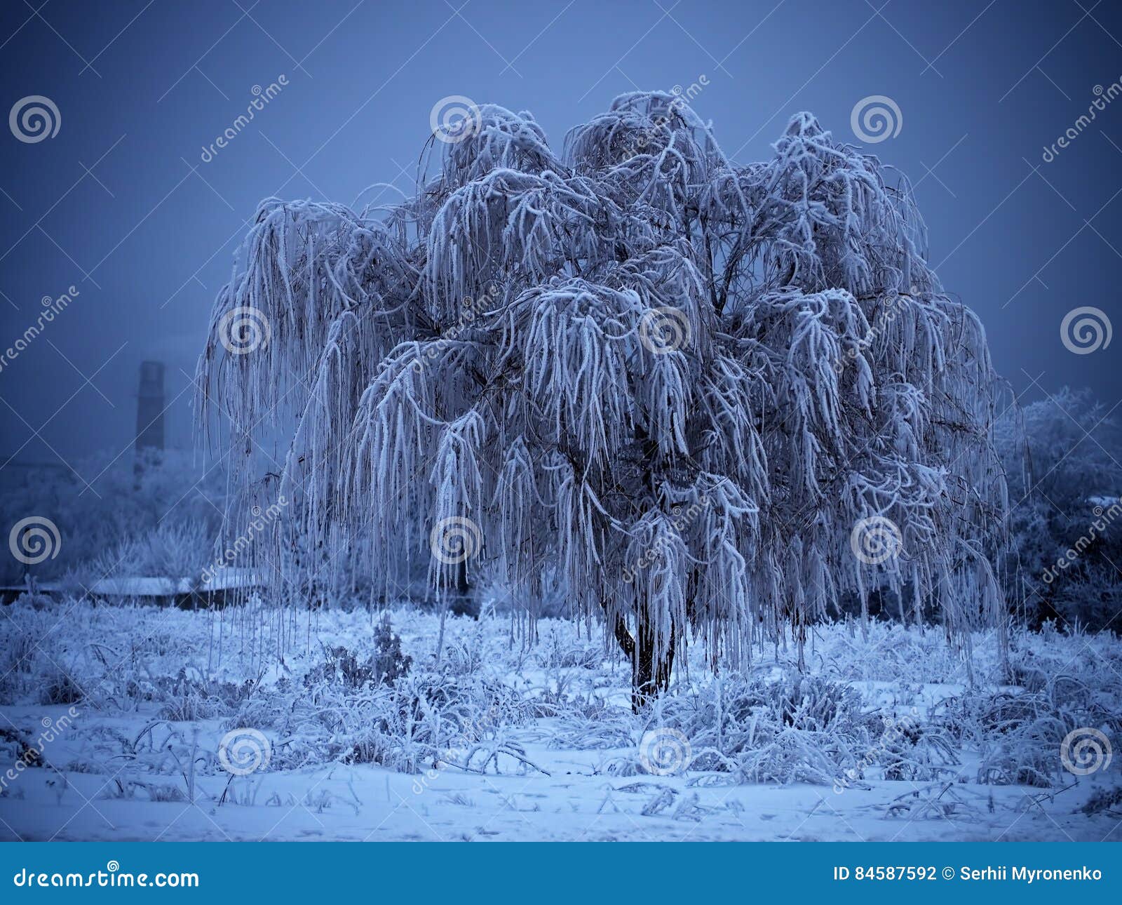Frozen Tree at the Field on Blue Background Stock Photo - Image of ...