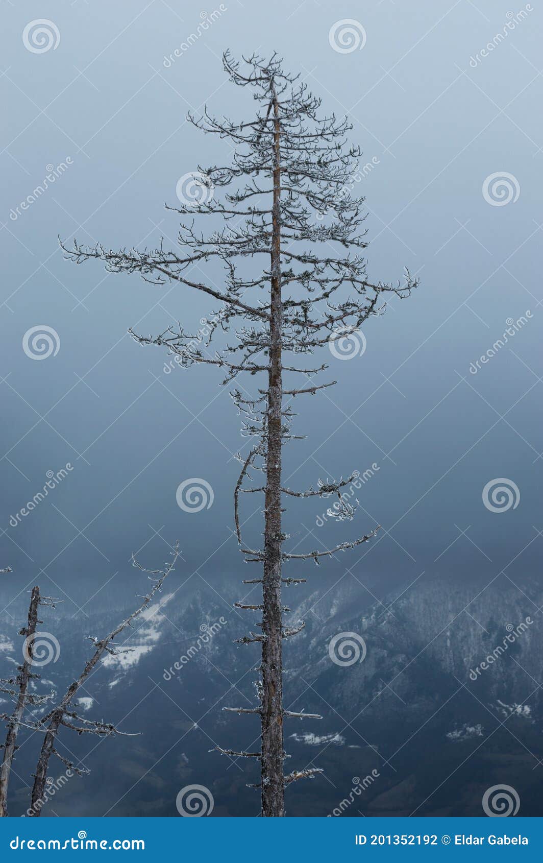Frozen tree stock photo. Image of tree, frozen, abstract - 201352192