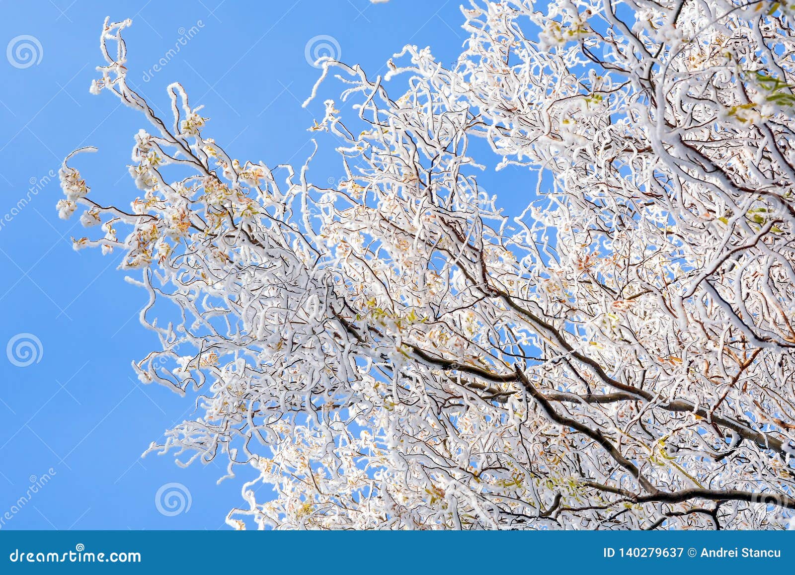 Frozen tree stock image. Image of tree, temperatures - 140279637