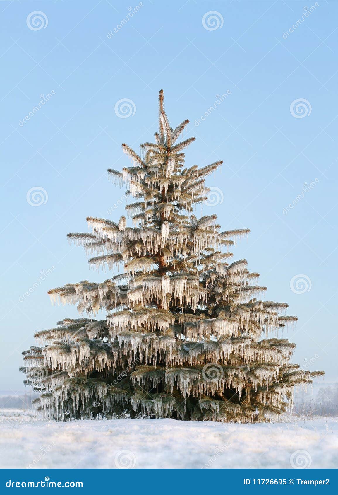 Frozen Tree after Ice Storm Stock Image - Image of glittering, frost ...