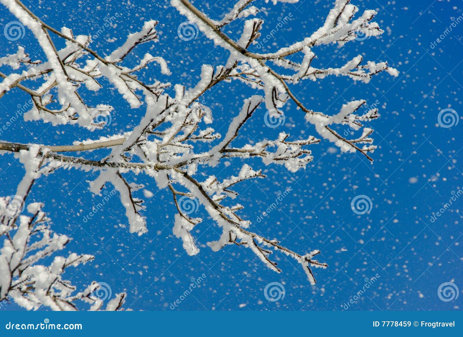 Frozen tree with snow stock image. Image of white, snow - 7778459