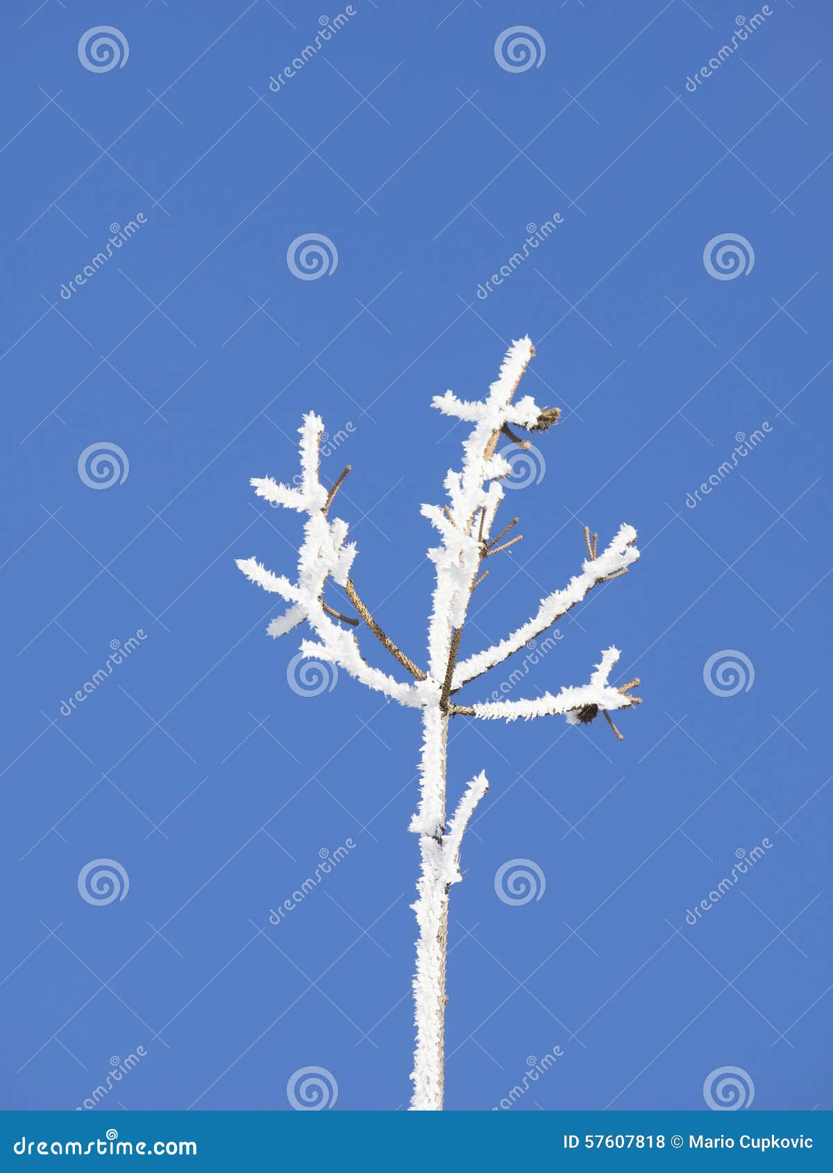 Frozen tree stock photo. Image of coniferous, christmas - 57607818