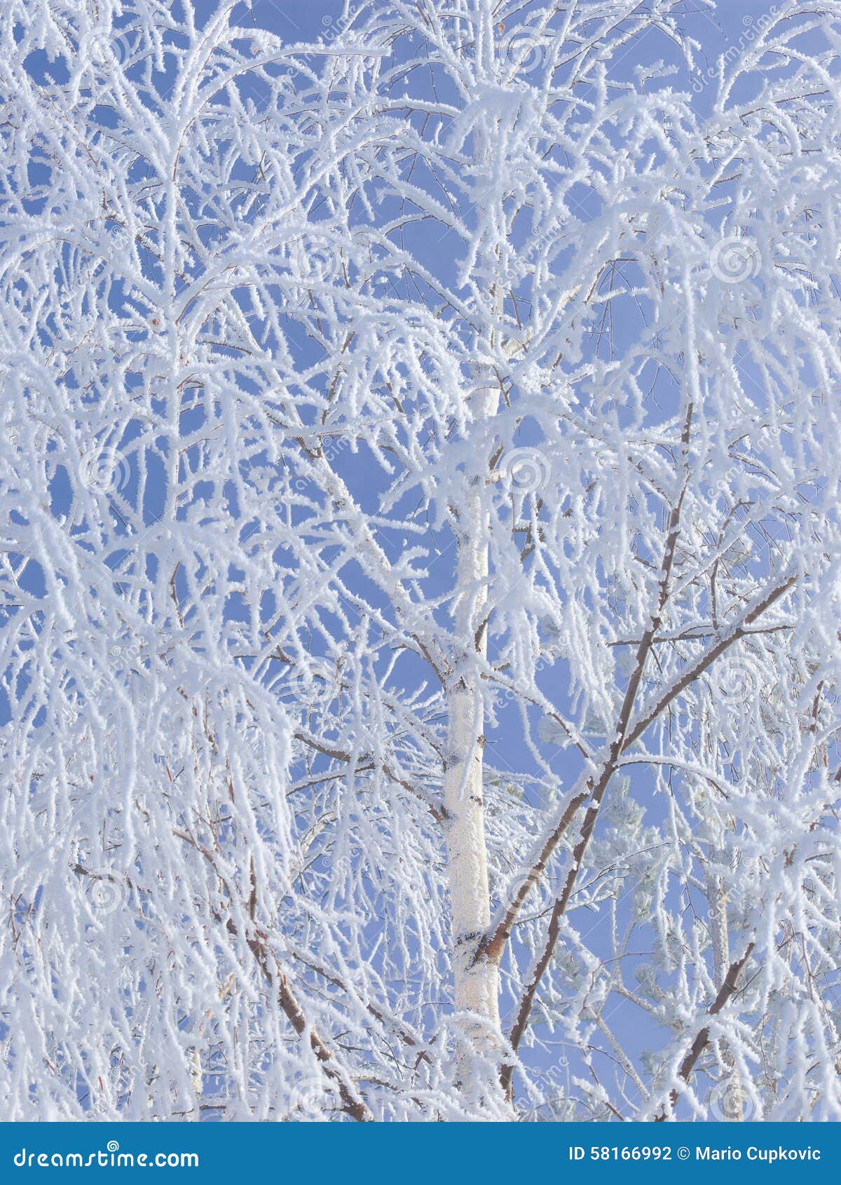 Frozen tree stock photo. Image of beauty, coniferous - 58166992