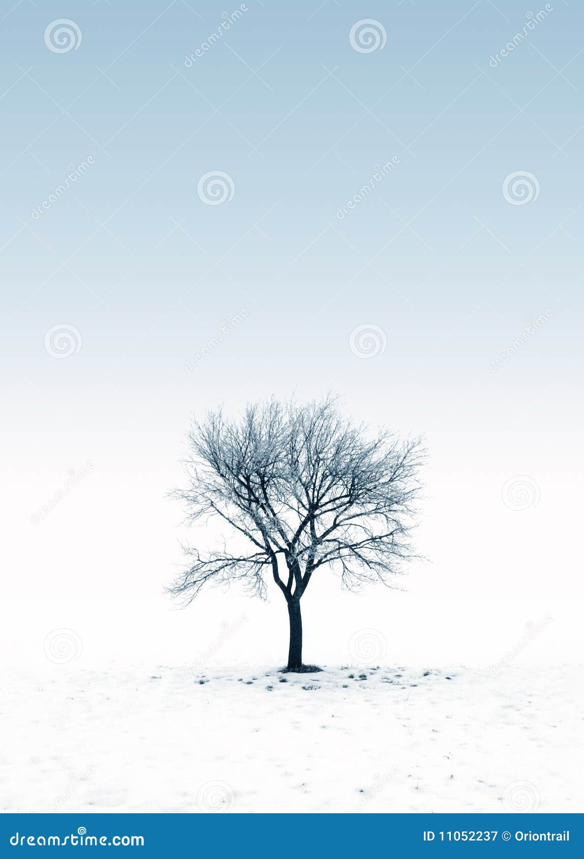 Frozen tree on a snowy day stock image. Image of covering - 11052237