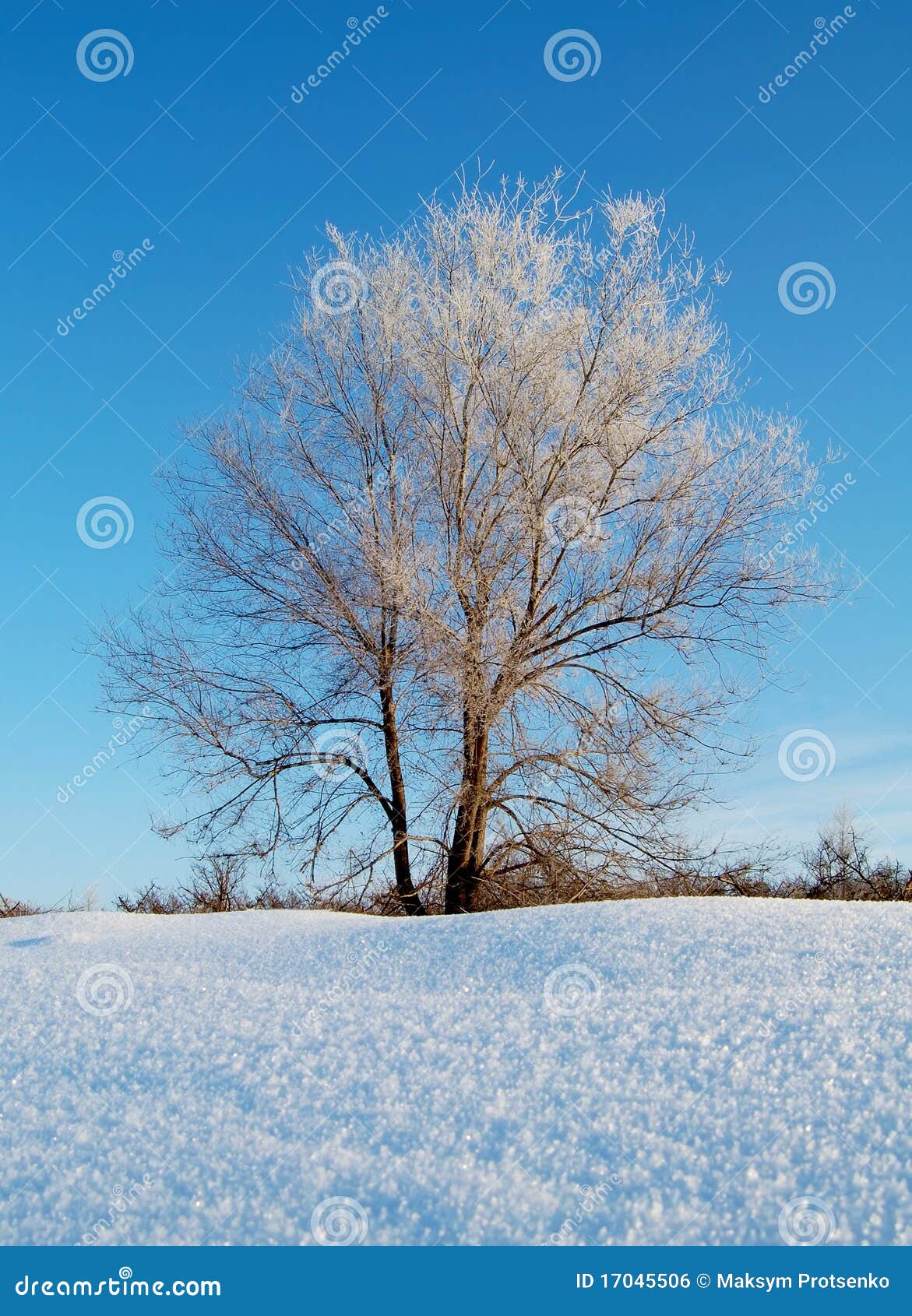 Frozen Tree in Snowy Winter Field Under Blue Sky Stock Photo - Image of ...