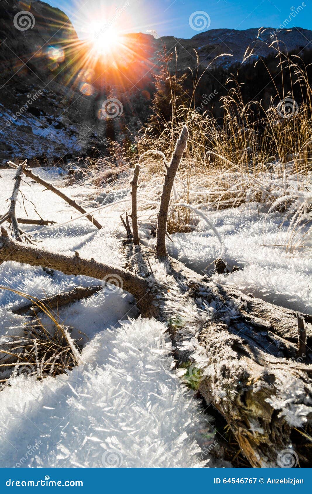 Frozen tree trunk. stock image. Image of mountains, forest - 64546767