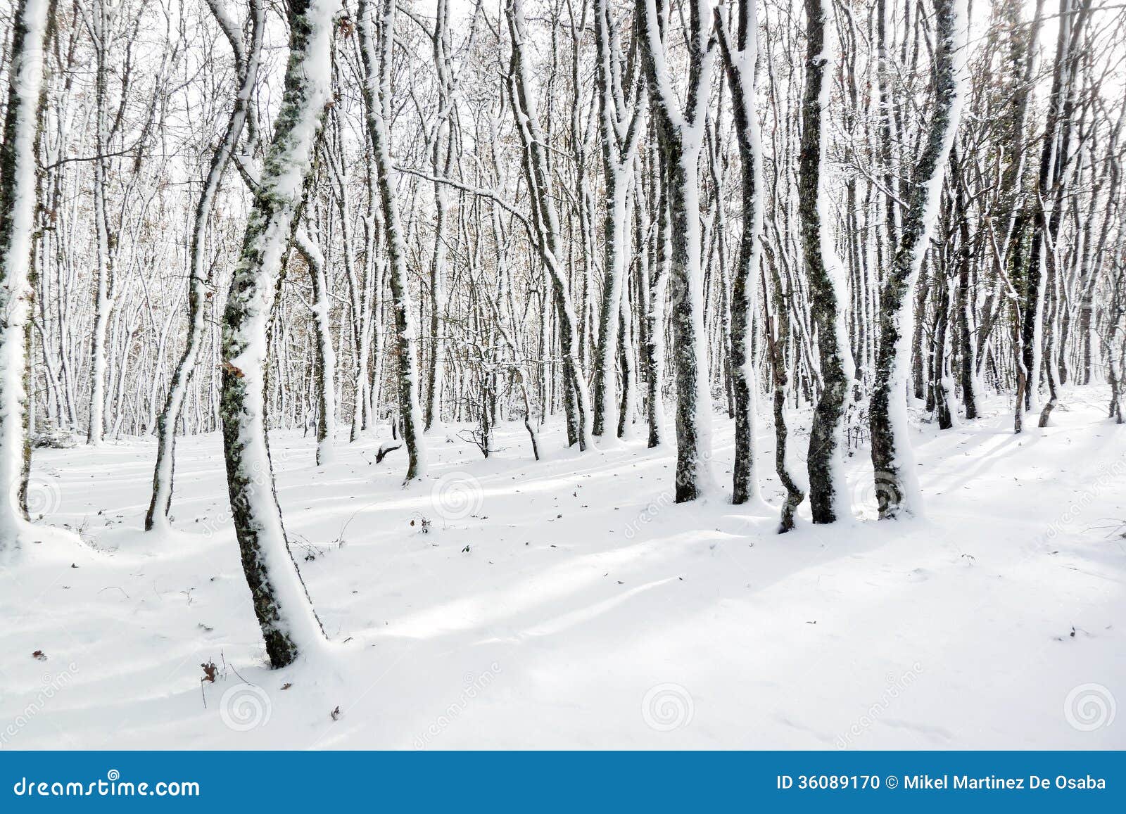 Frozen Tree Trunks on Forest Stock Photo - Image of pattern, woodland ...