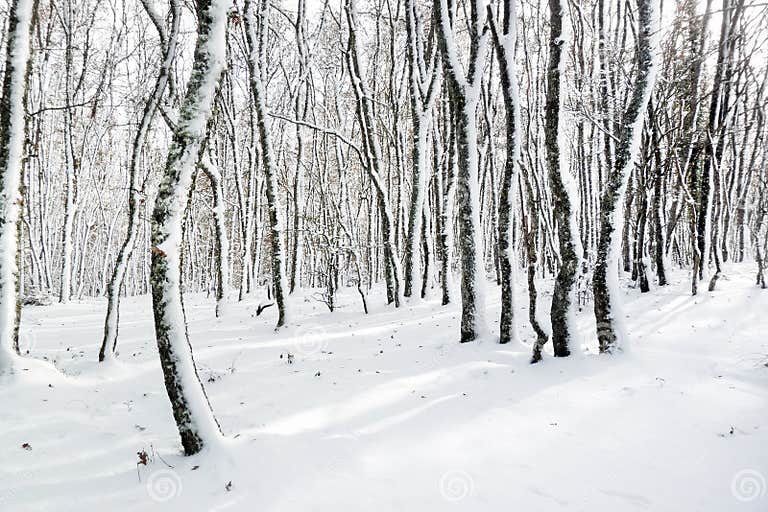 Frozen Tree Trunks on Forest Stock Photo - Image of pattern, woodland ...