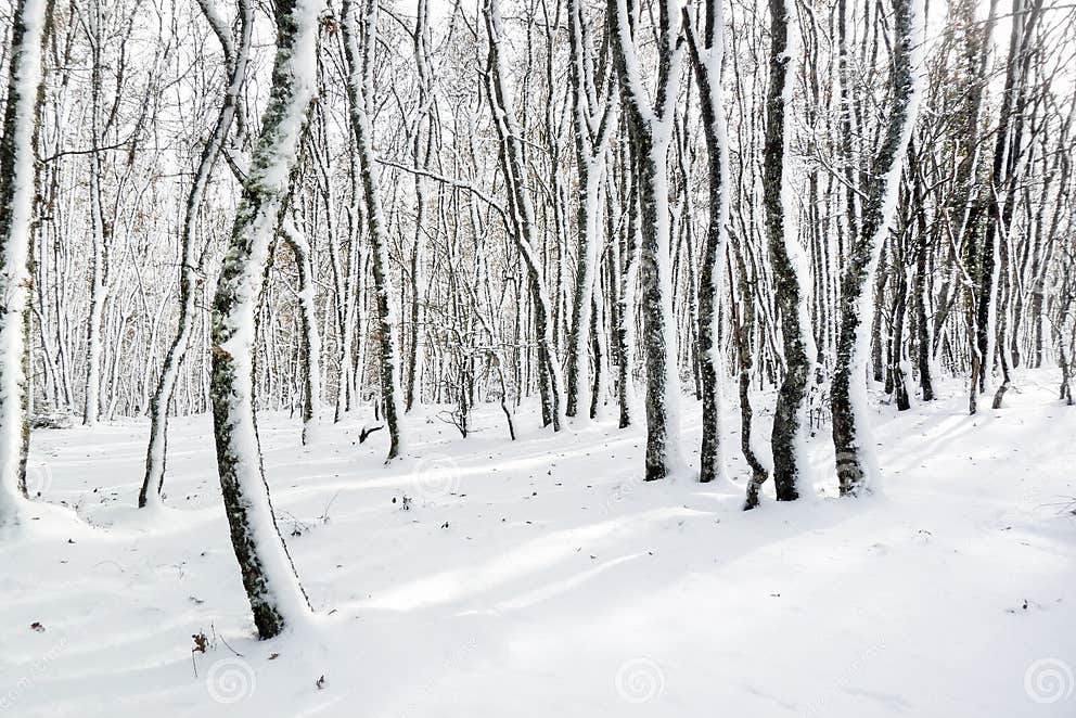 Frozen Tree Trunks on Forest Stock Photo - Image of pattern, woodland ...