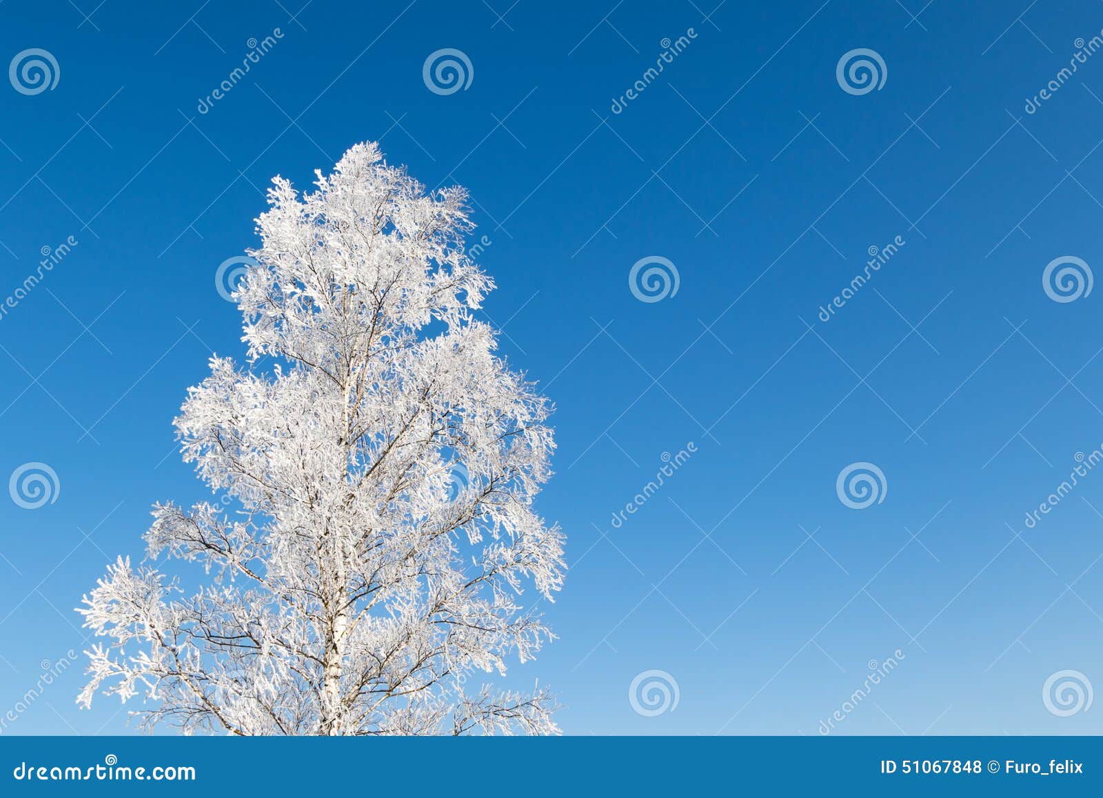 Frozen tree stock photo. Image of alone, branch, bright - 51067848
