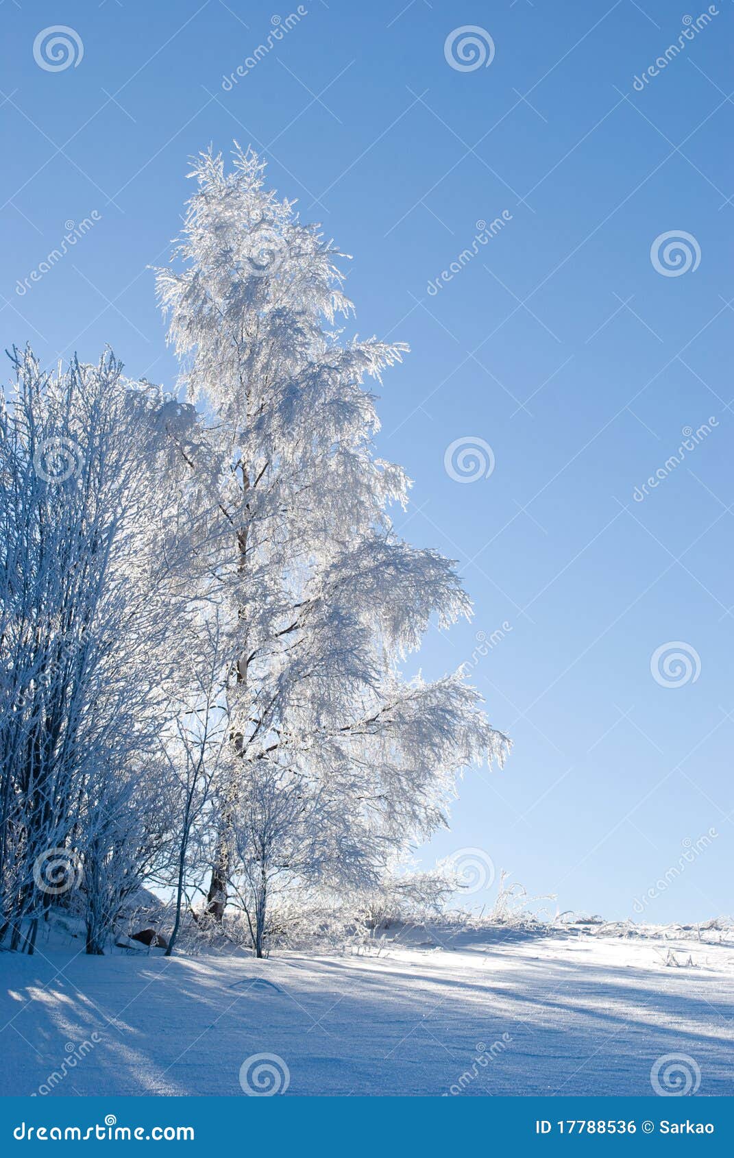 Frozen tree in winter stock photo. Image of season, travel - 17788536