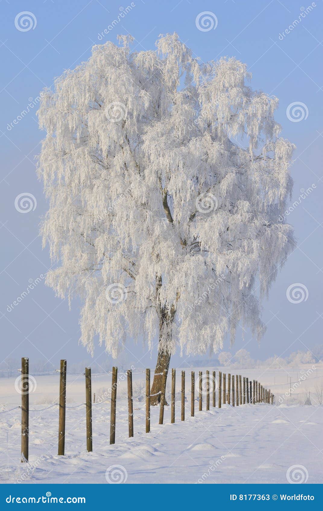 Frozen Tree Stock Photo | CartoonDealer.com #17753856