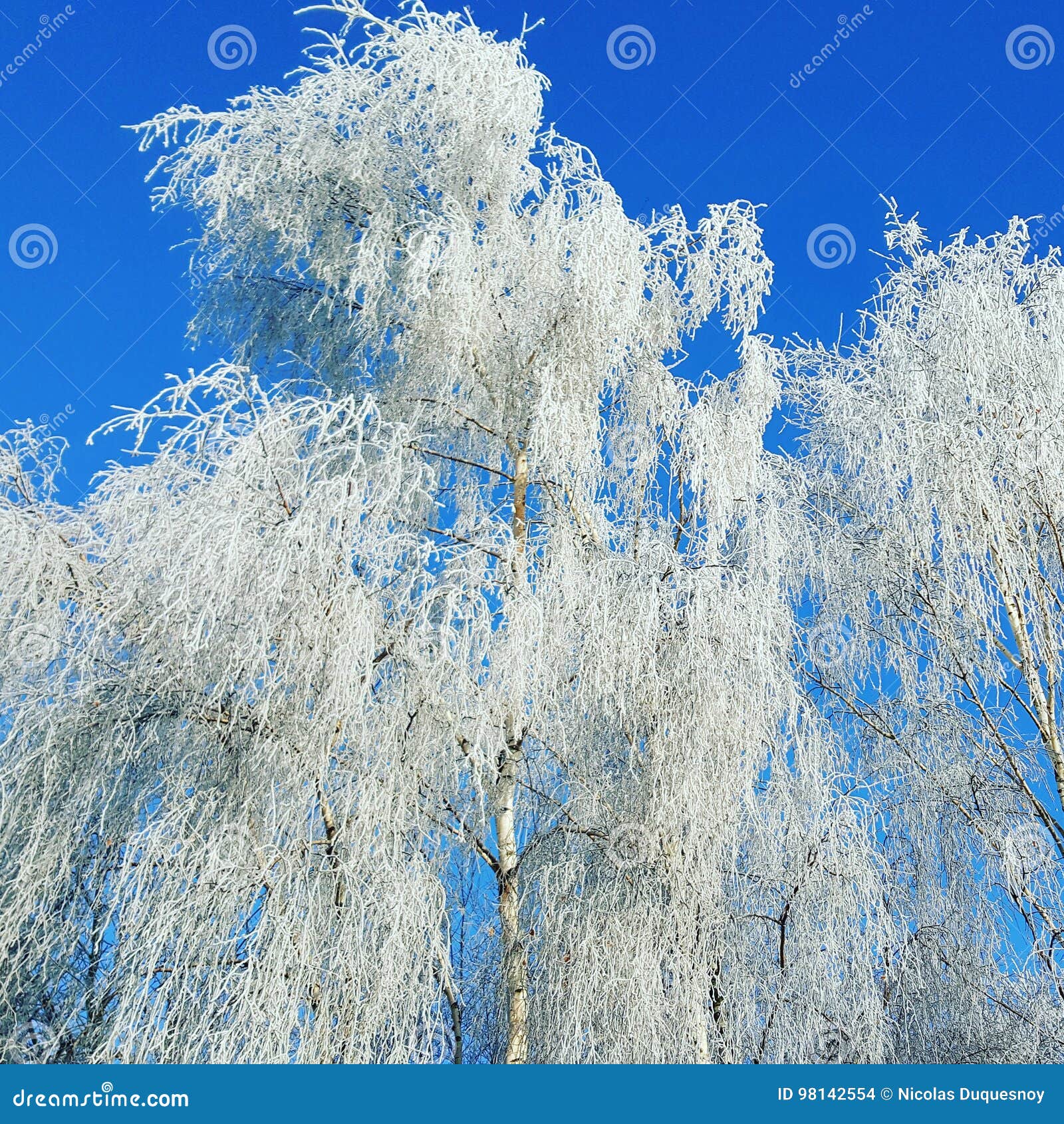 Frozen Tree stock photo. Image of tree, nature, leaves - 98142554