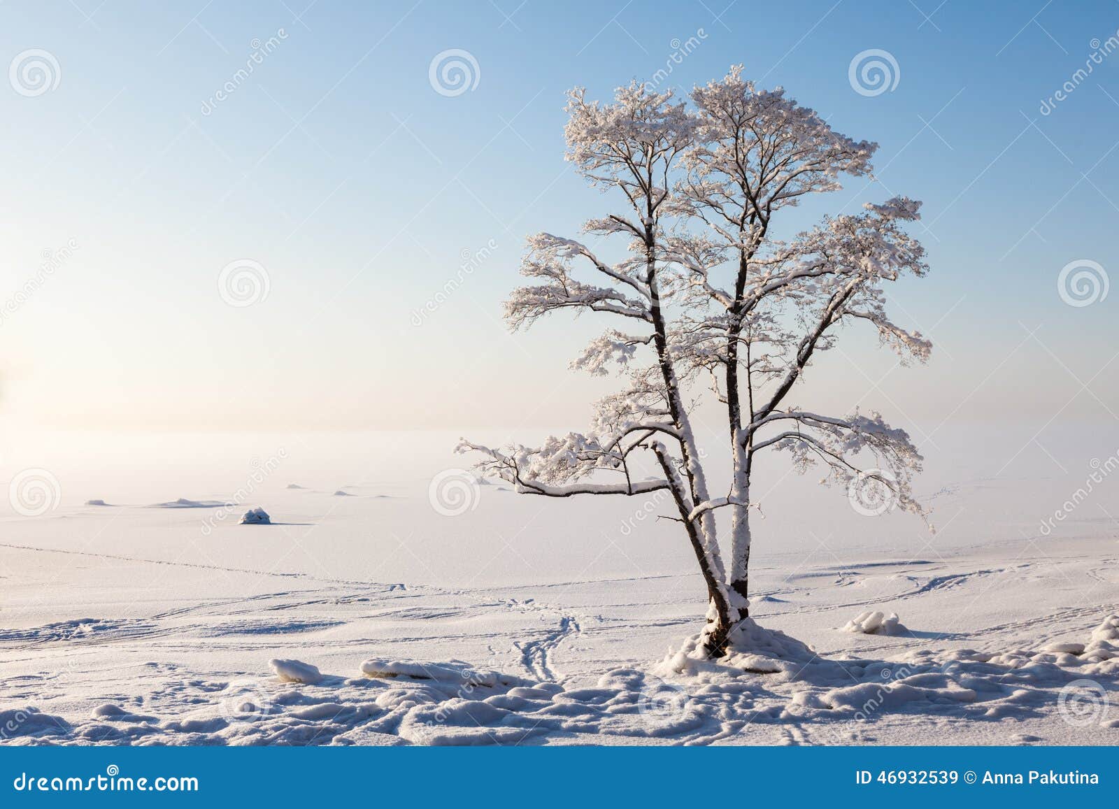 Frozen Tree on Winter Bay and Blue Sky Stock Image - Image of solitary ...
