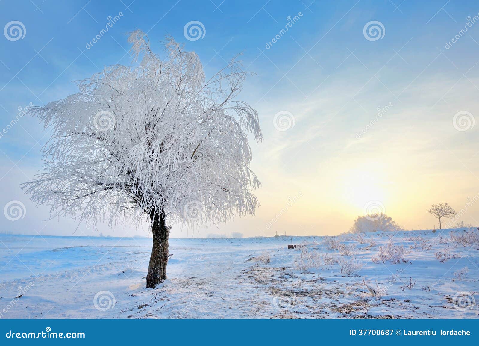 Frozen Tree on Winter Field Stock Image - Image of scene, space: 37700687