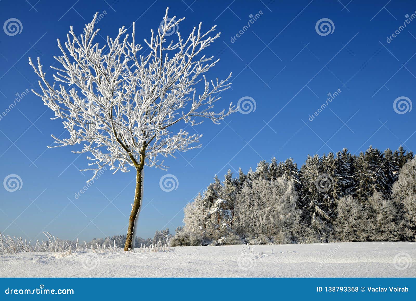 Frozen Tree on Winter Field. Stock Photo - Image of scene, bright ...