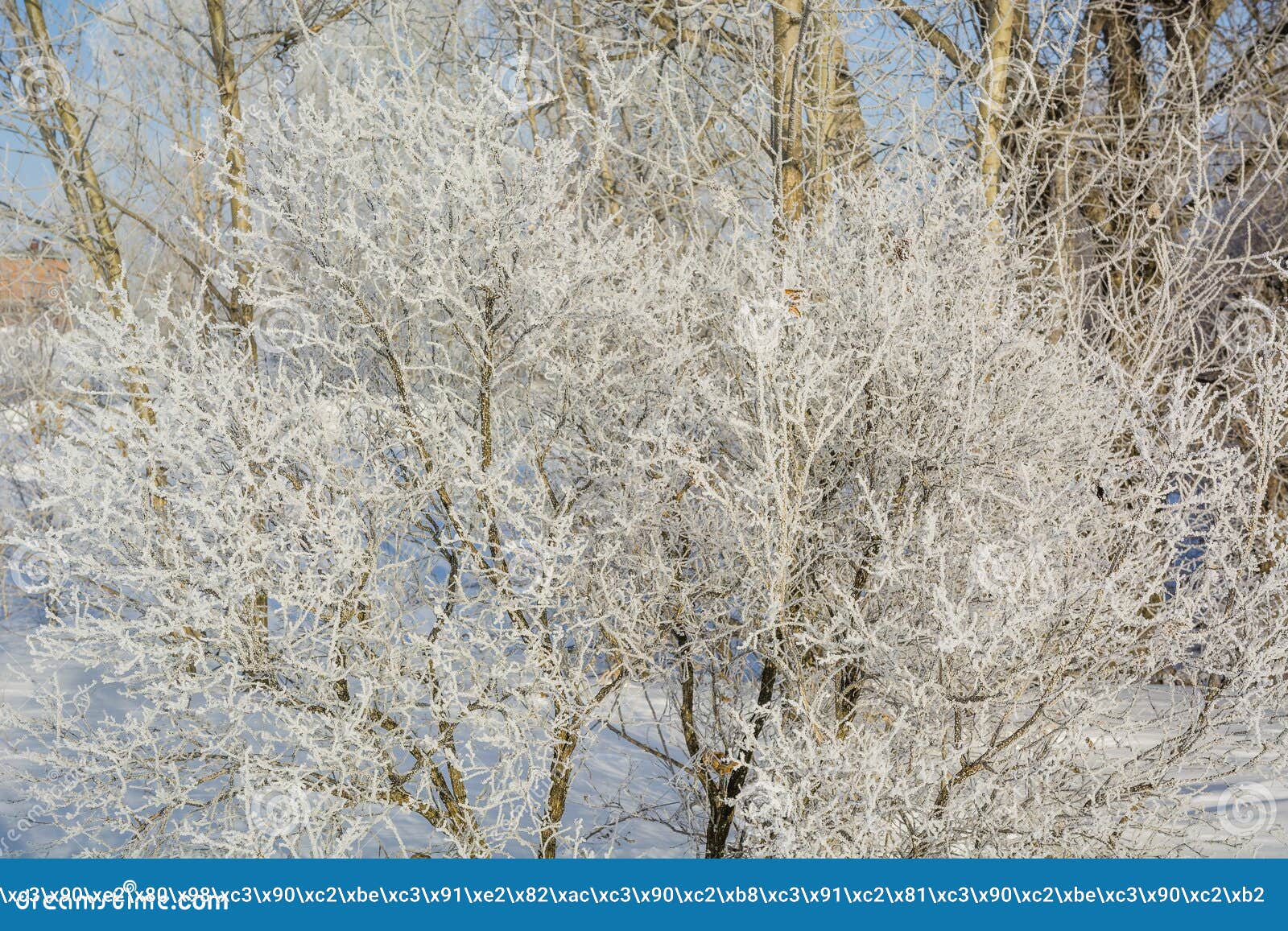 The Frozen Tree. in the Winter the Tree Froze from Cold Stock Photo ...