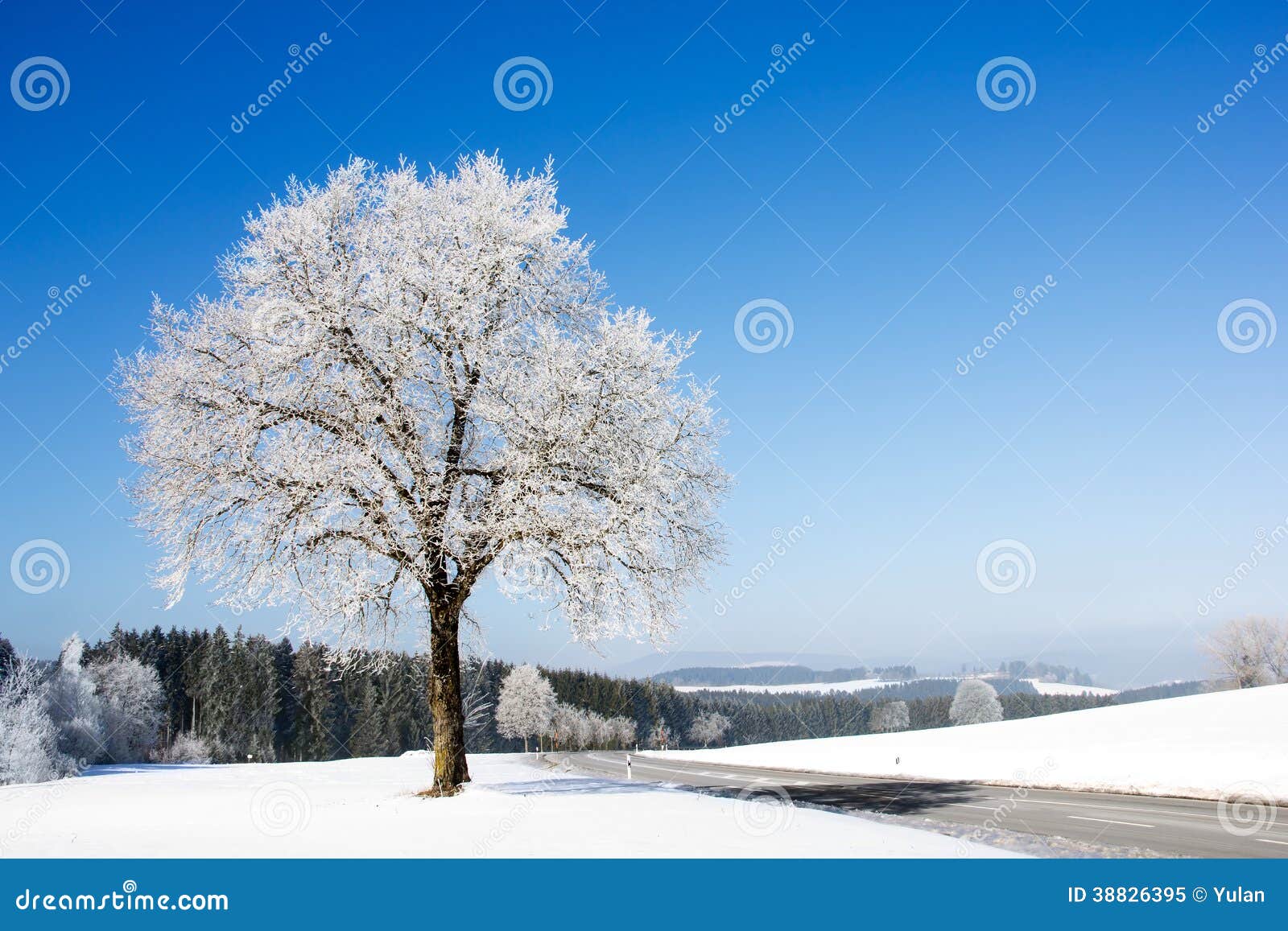 Frozen tree stock image. Image of outdoor, frosty, december - 38826395