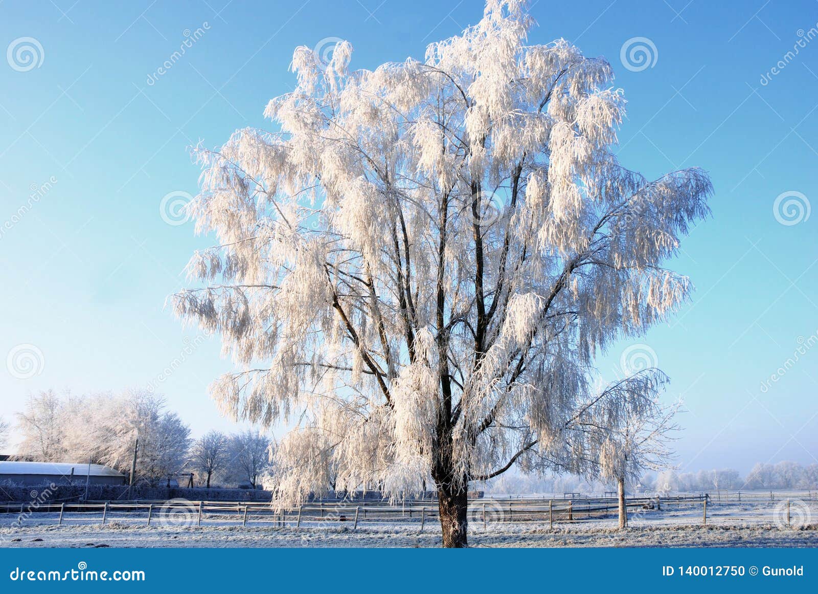 Tree Covered with Hoarfrost Stock Photo - Image of outdoor, landscape ...