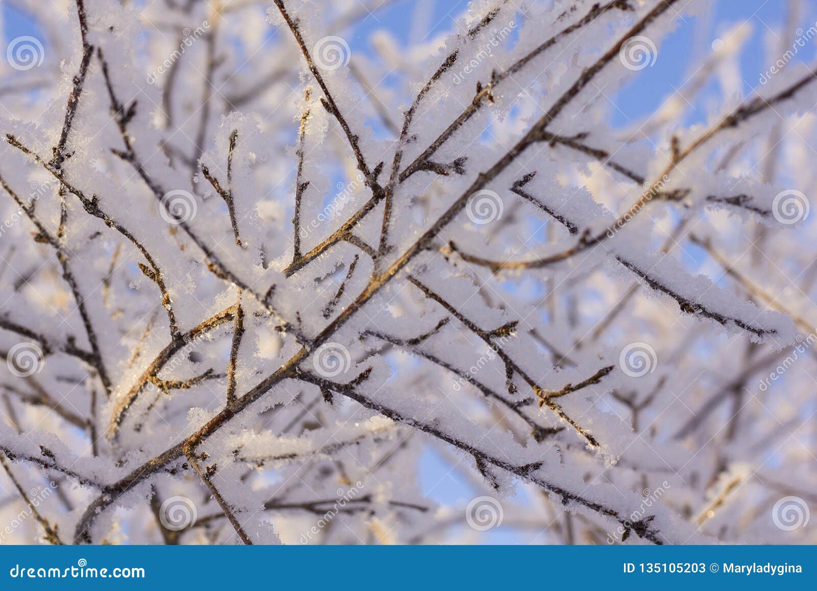 Frozen Tree on Winter. Snow Covered Trees in Front of Blue Sky. Winter ...