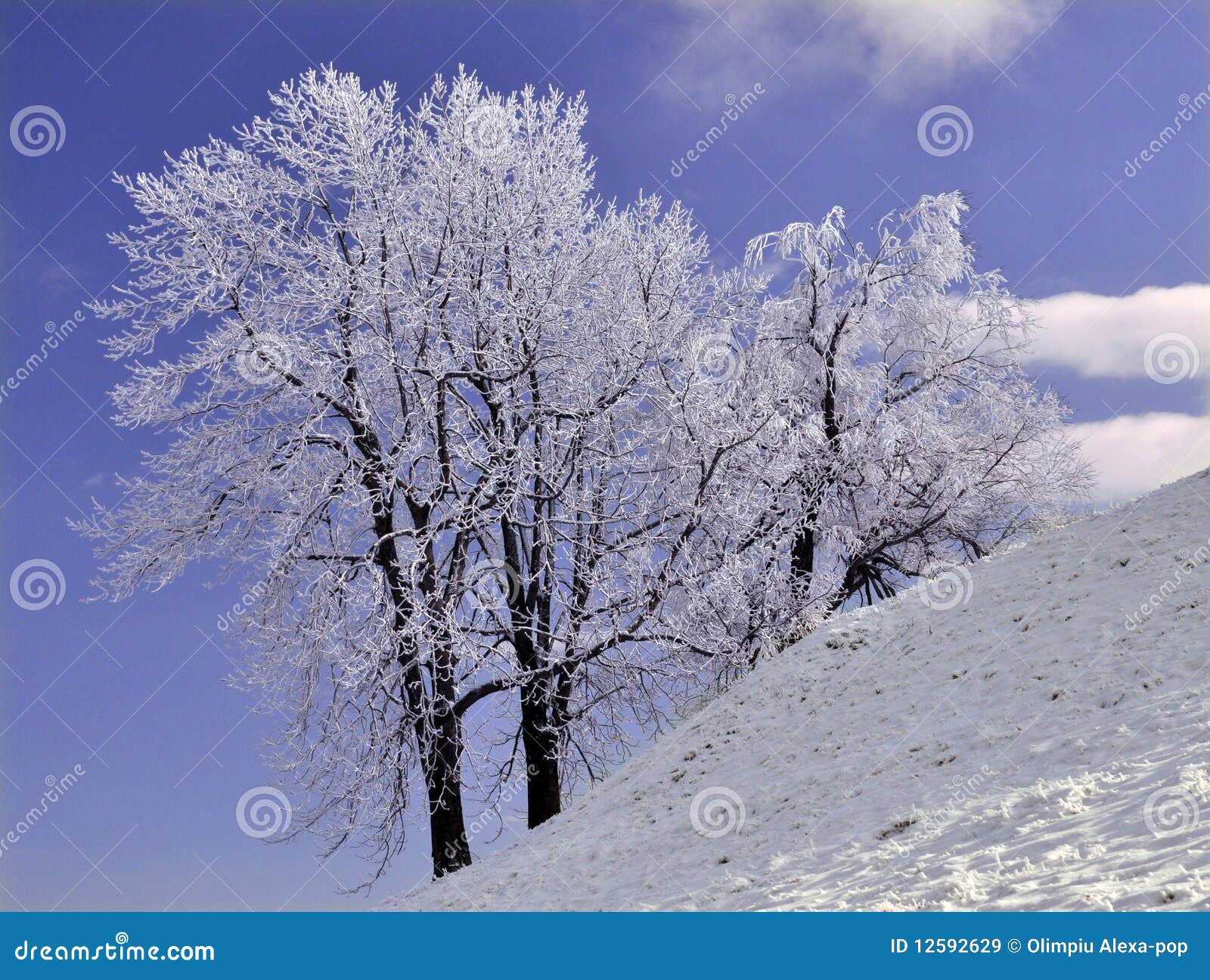Frozen tree in winter view stock image. Image of frozen - 12592629