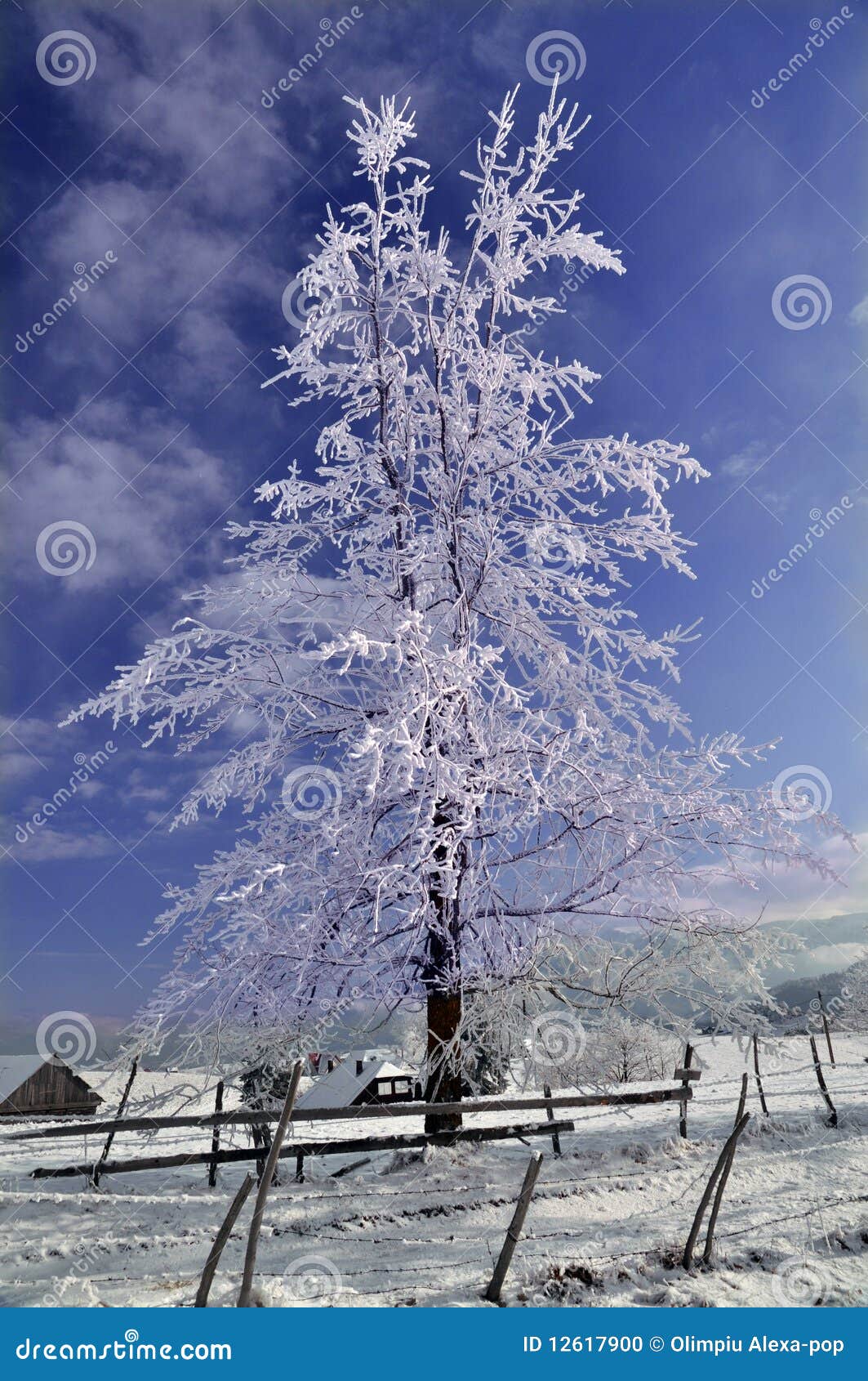 Frozen tree in winter view stock photo. Image of winter - 12617900