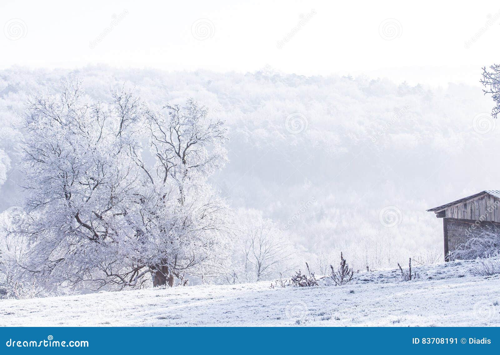 Frozen Tree Withe Snow Winter Magic Landscape Stock Image - Image of ...