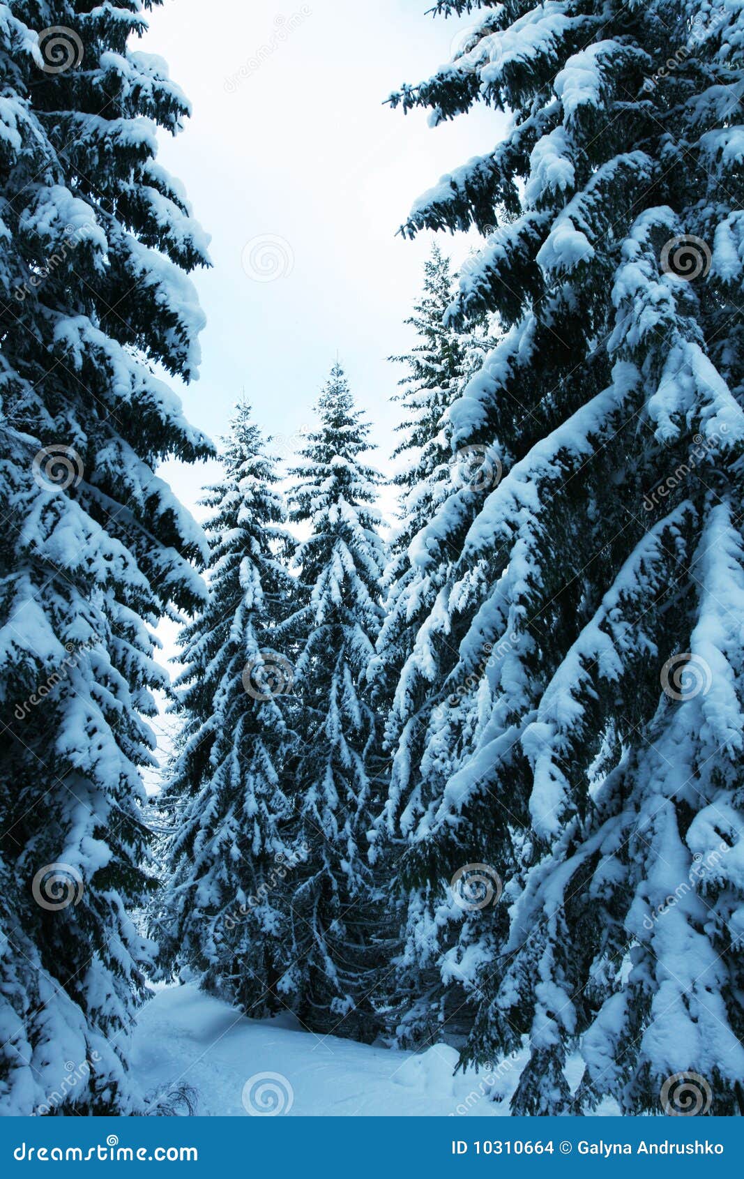 Frozen trees stock photo. Image of winter, cold, wild - 10310664